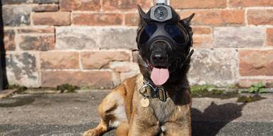Hightech Roboter-Hunde bei Polizei im Einsatz