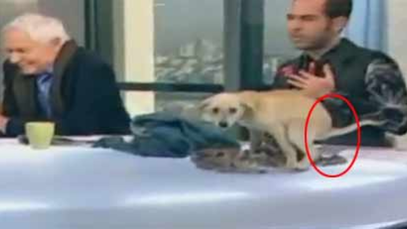 Hund markiert Revier auf einem Tisch