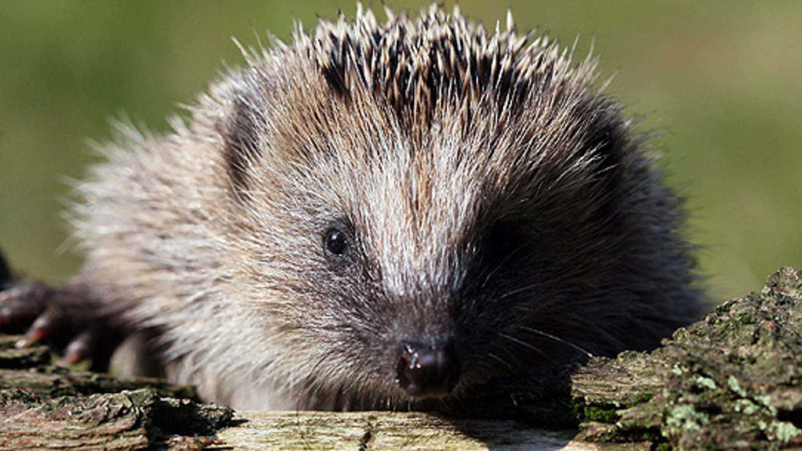 Igel erwachen zu früh aus Winterschlaf