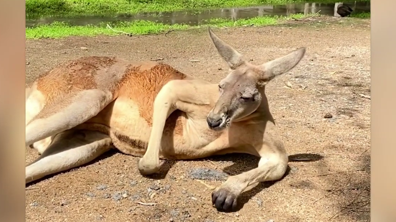 y2mate.com - Relaxed Kangaroos Has A Scratch In The Sunshine_1080p (1).mp4