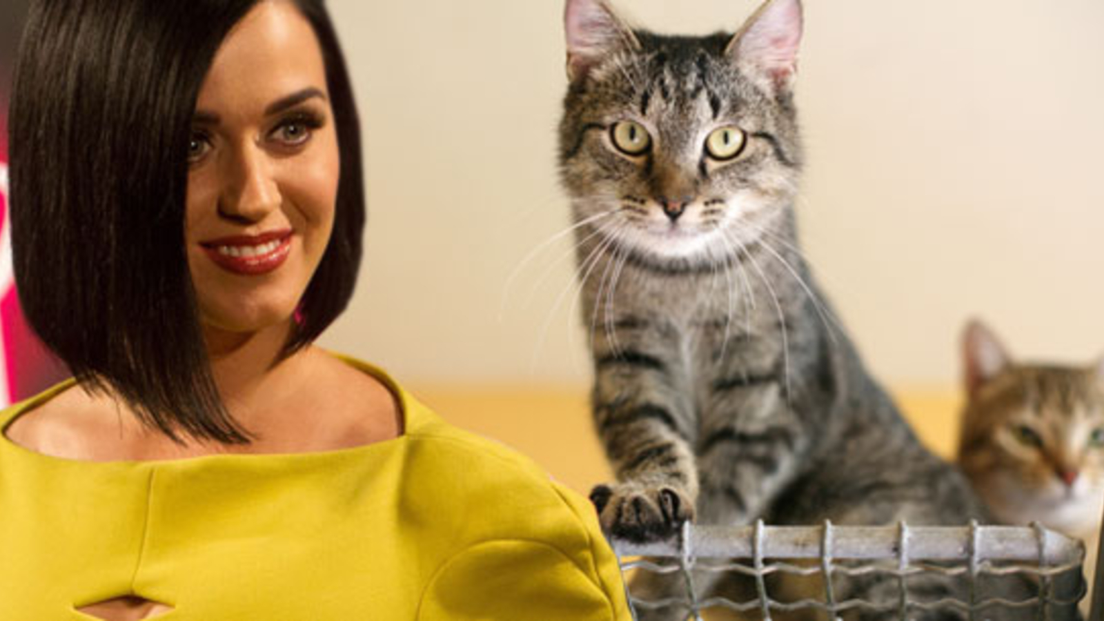 Katy Perry schickt ihre Katzen zum Psychiater