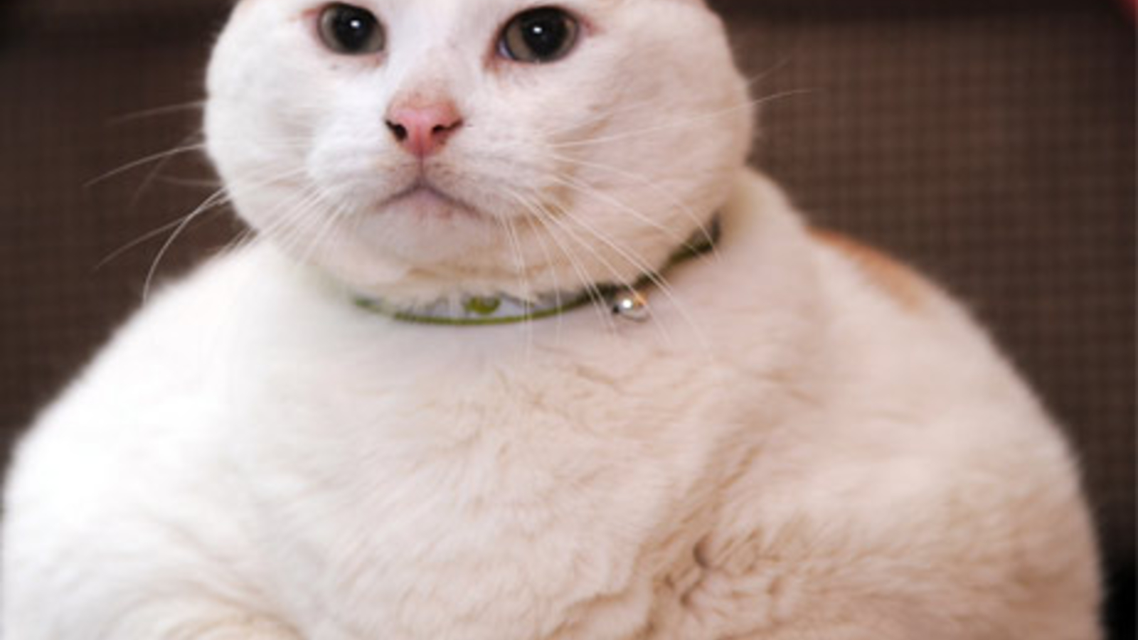 20-Kilo-Kater mit neuem Zuhause