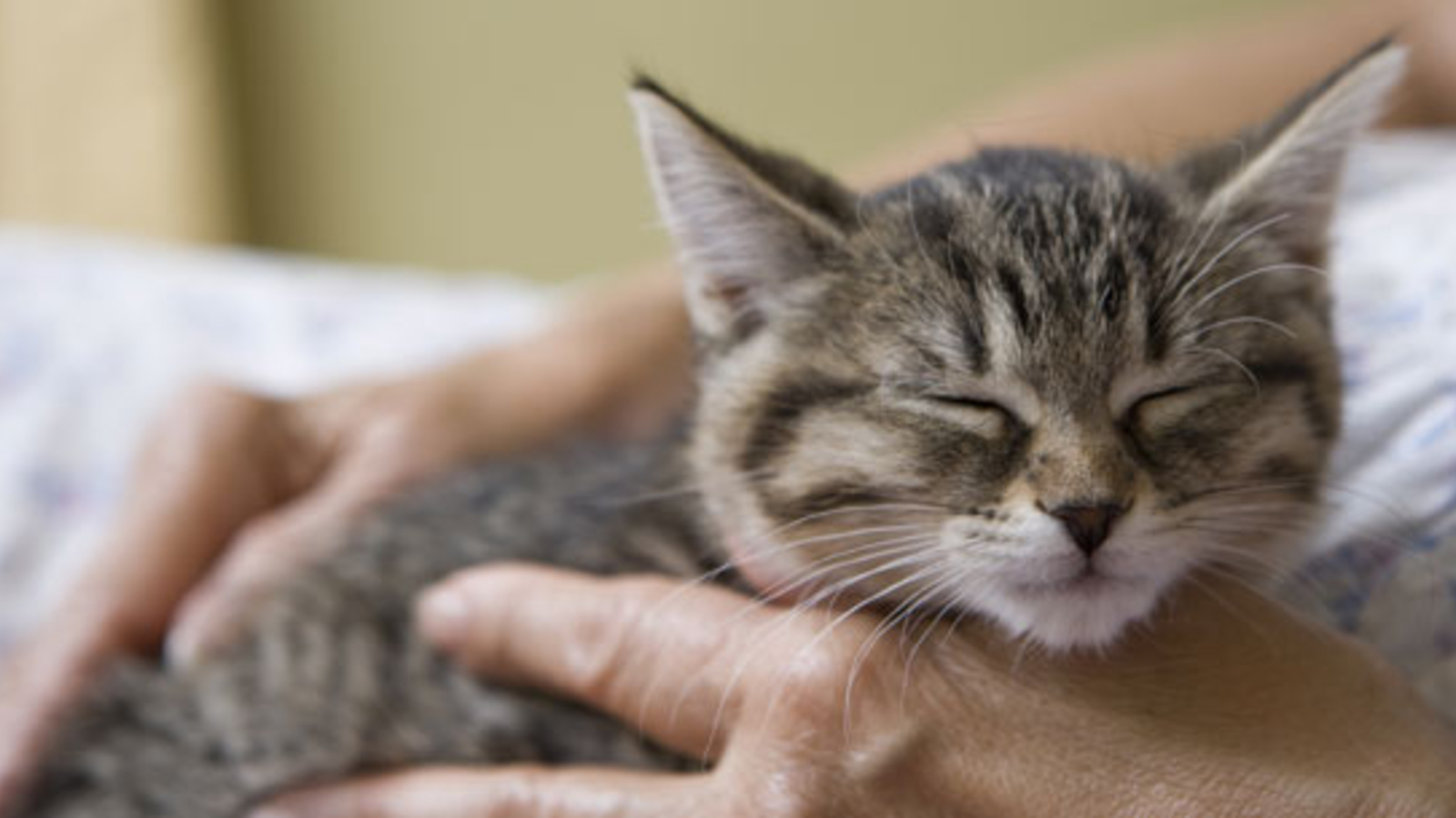 Katzen retten Politiker