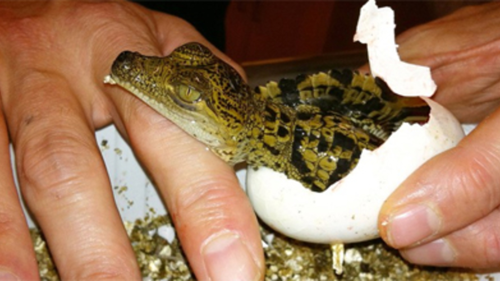 Drei Baby-Krokodile in Schönbrunn - oe24.at