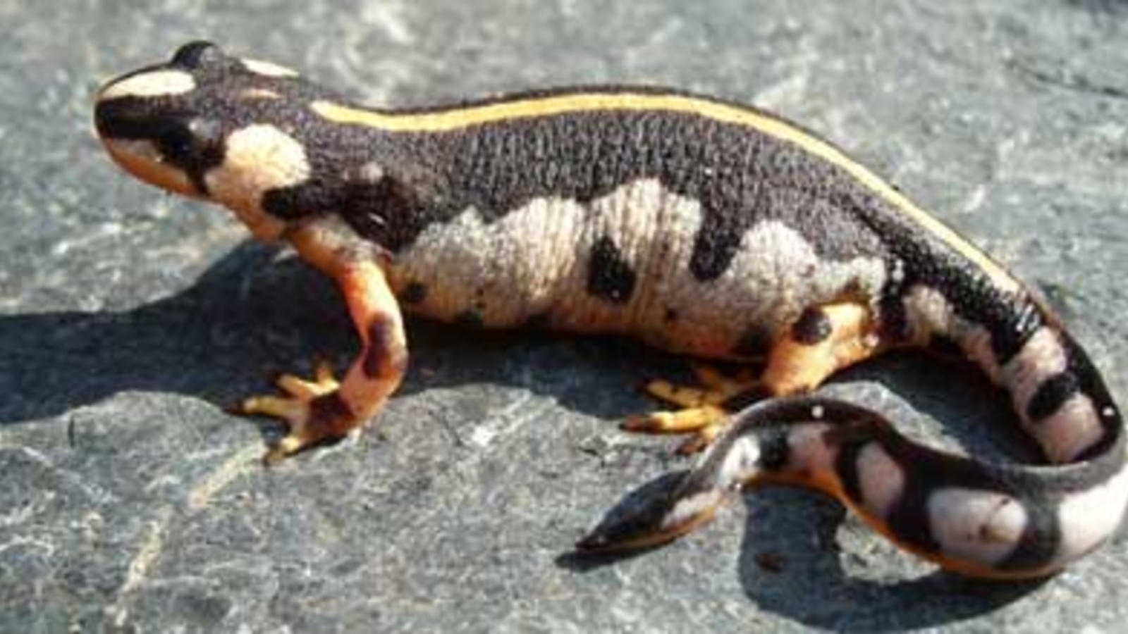 Schönster Molch der Welt gerettet