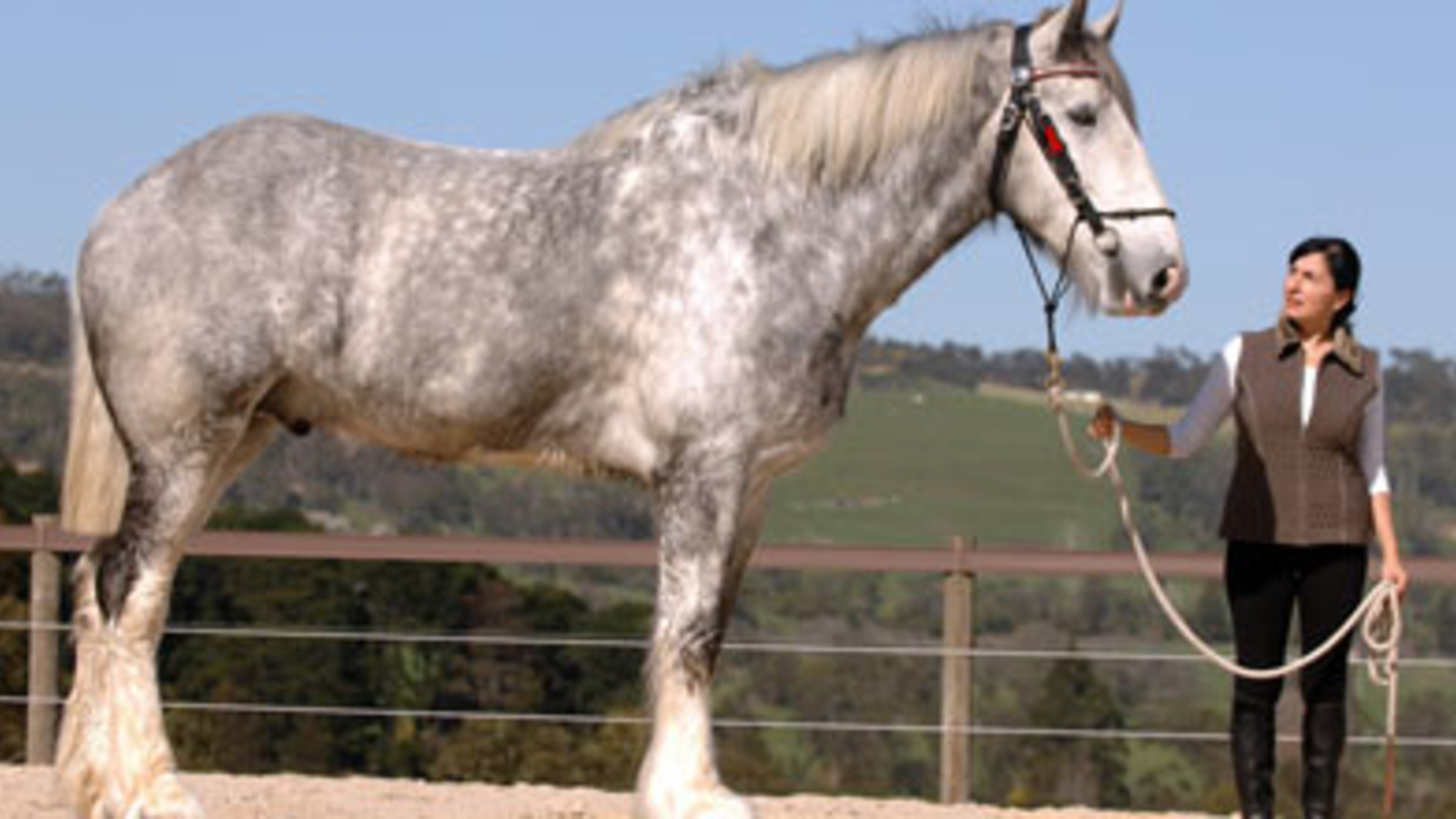 Das Dickste Pferd Der Welt