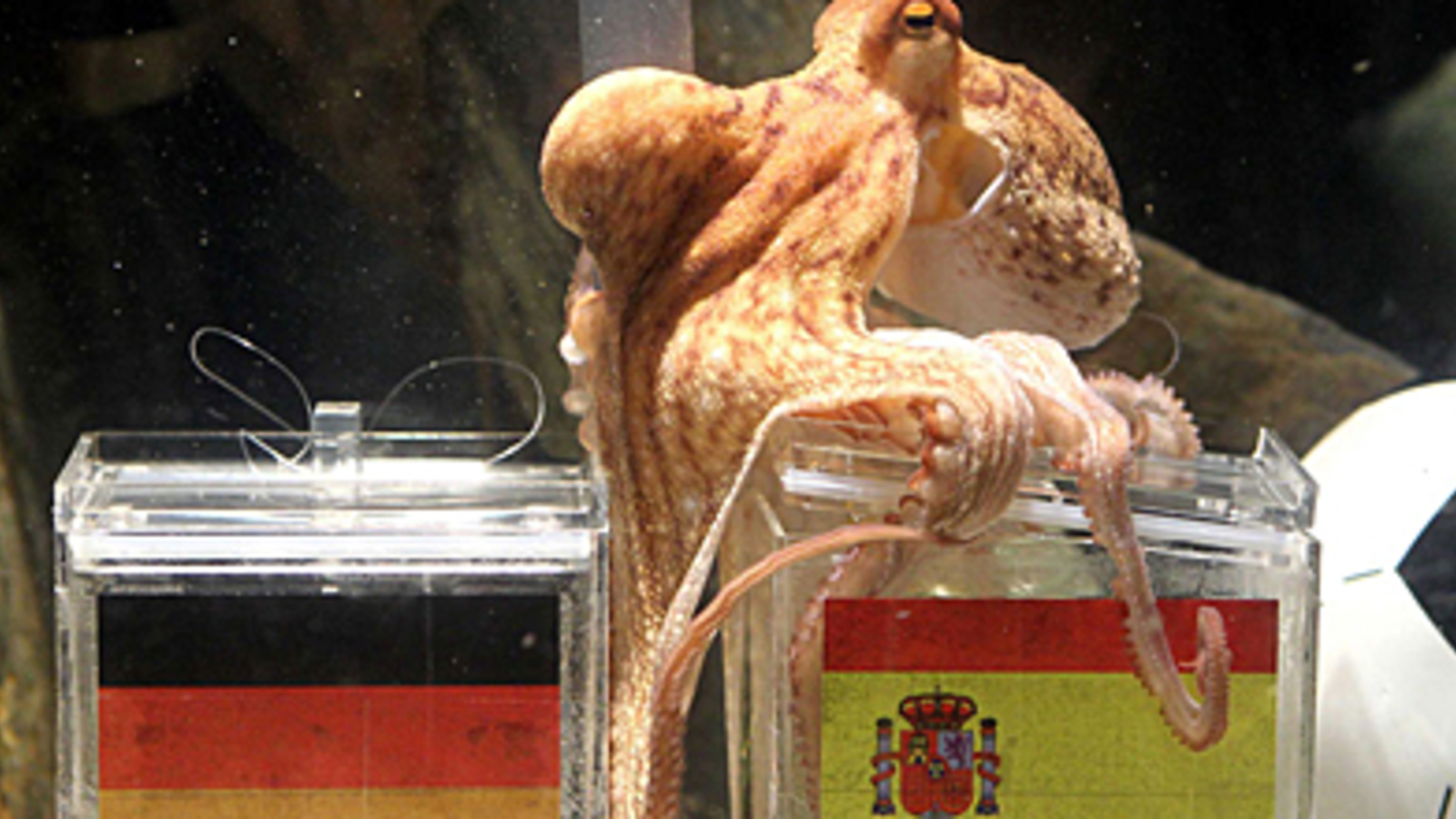 Ein Denkmal für Krake Paul