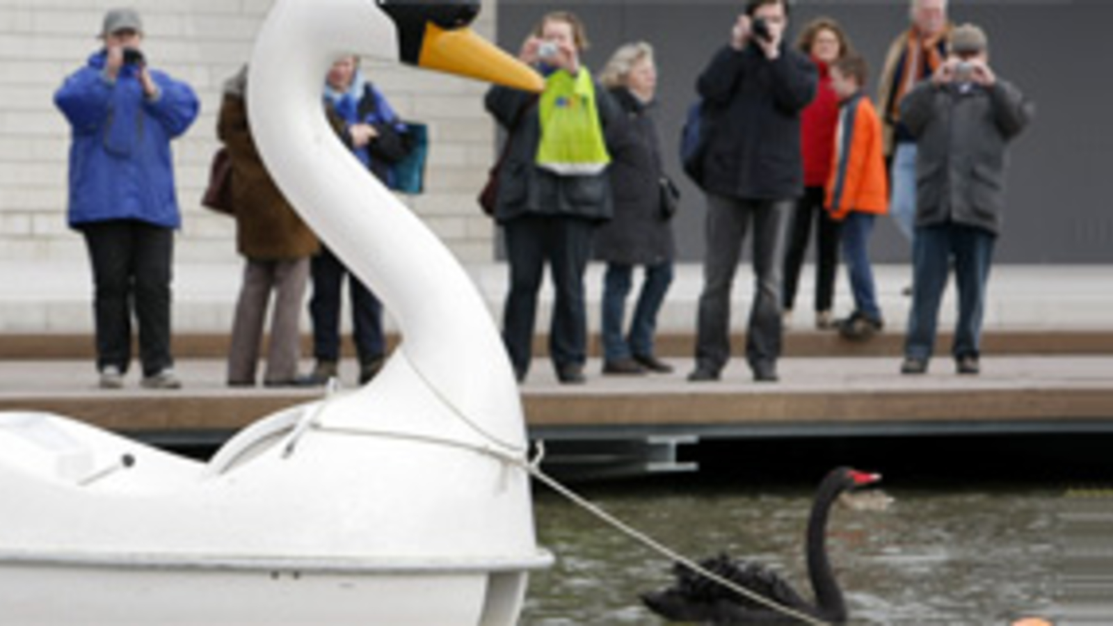 Trauerschwan Petra wieder mit Tretboot zusammen