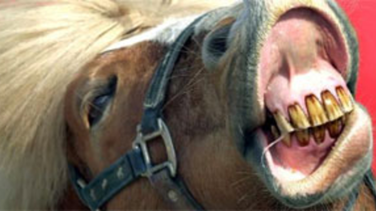 Hengst biss Stallbesitzer bewußtlos