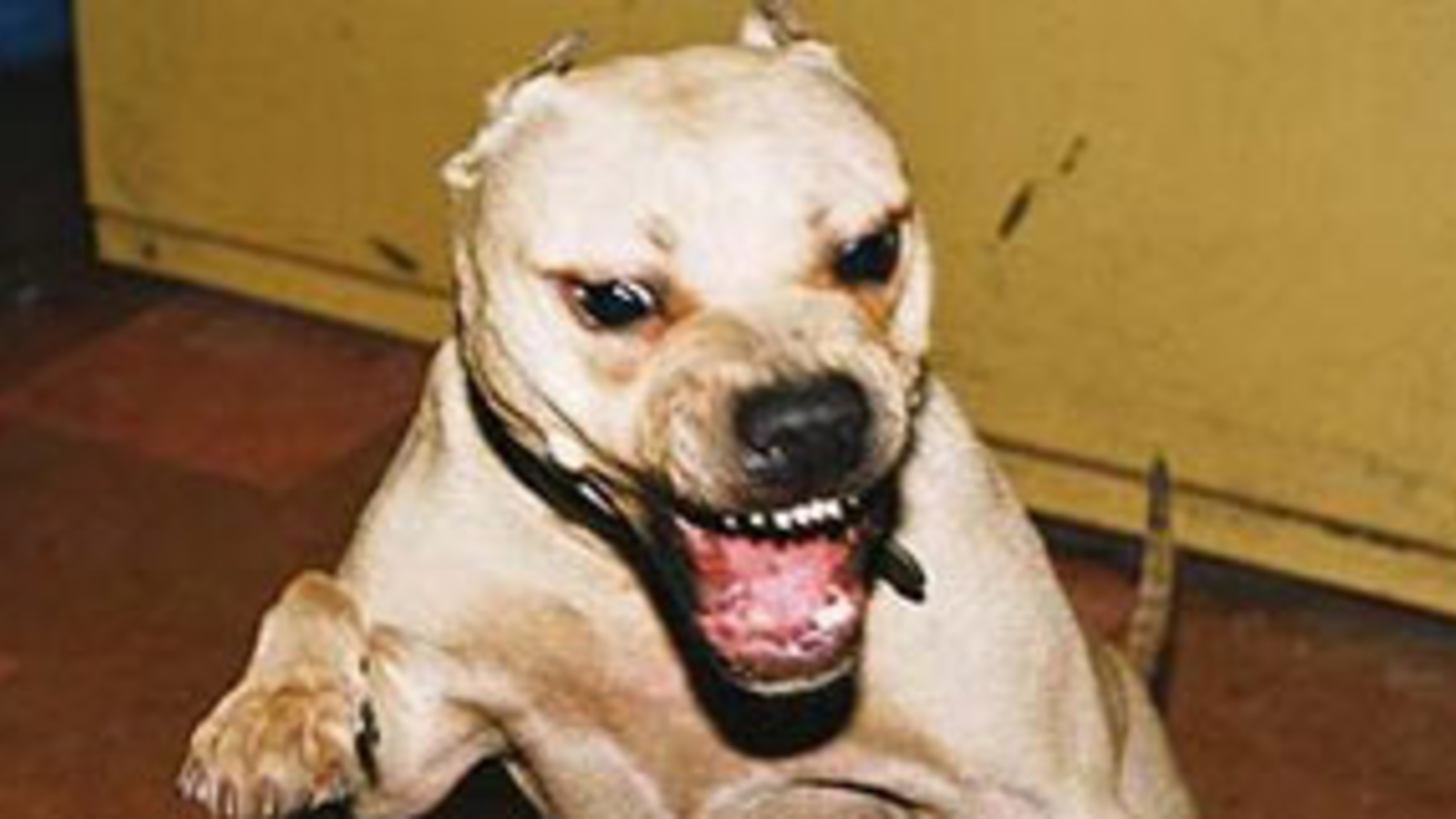 US-Frau biss Pitbull