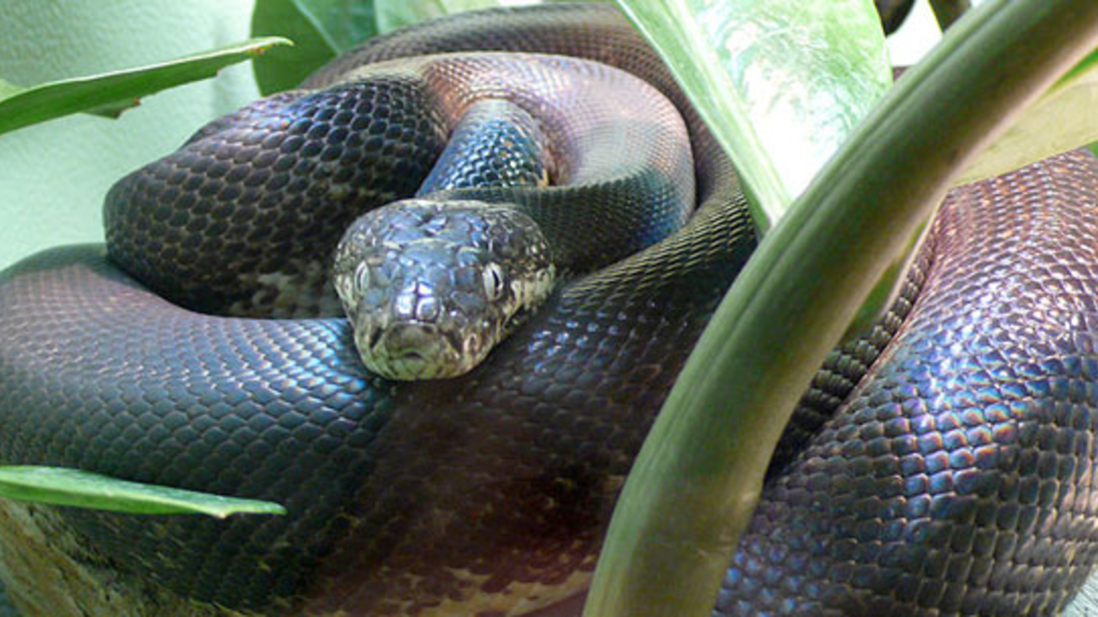 Bub (2) entkommt Riesenschlange