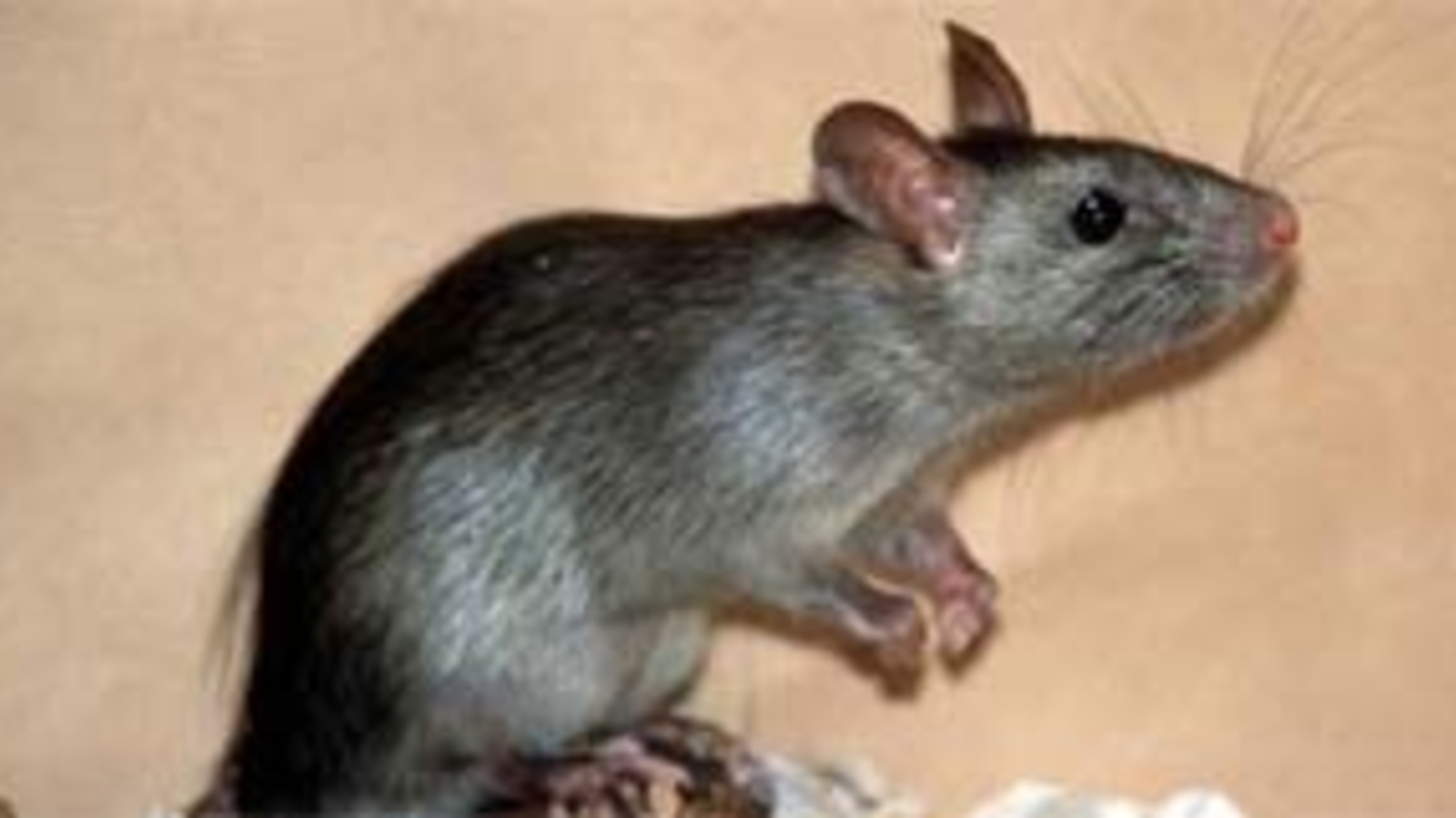 Fette Ratte verursachte Stromausfall in Stockholm