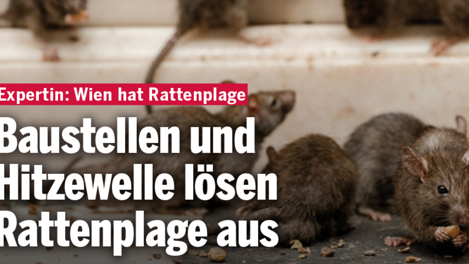 Baustellen und offene Kanäle sorgen für Rattenplage