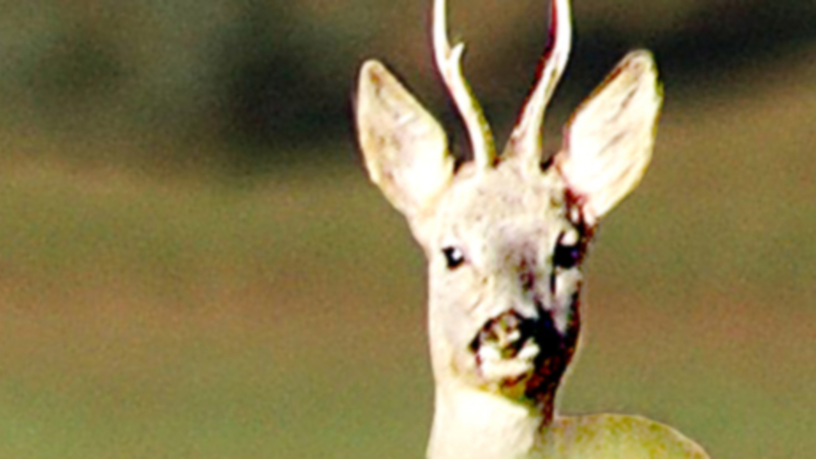 Weißes Reh in Deutschland gesichtet