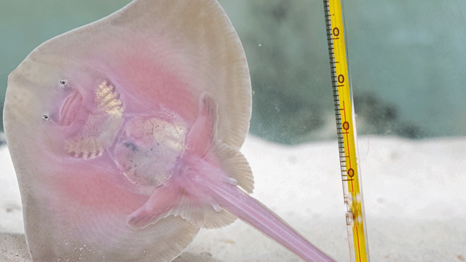 5 winkende Rochen-Babys im Haus des Meeres - oe24.at