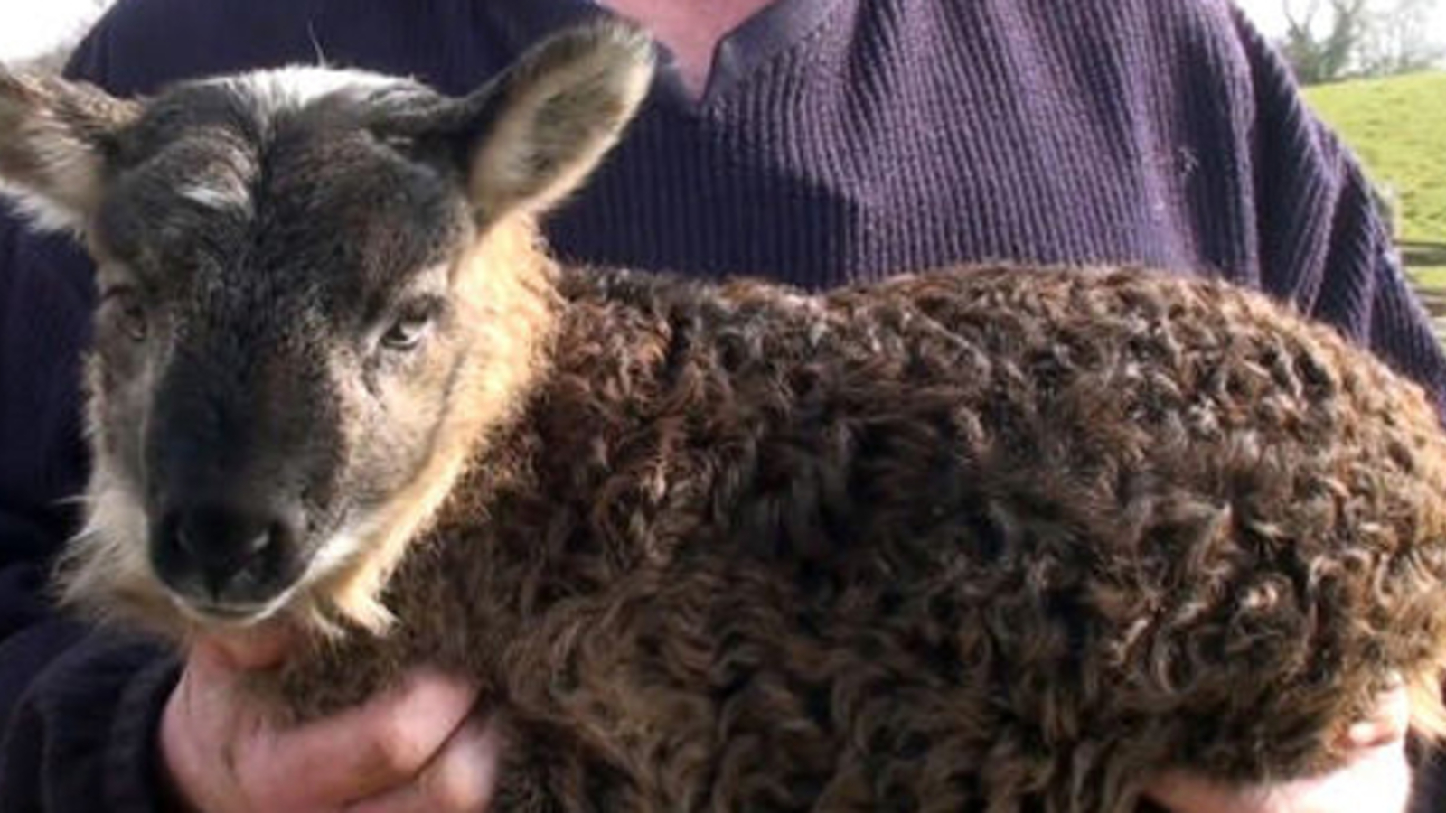 Halb Schaf, halb Ziege: Schiege geboren