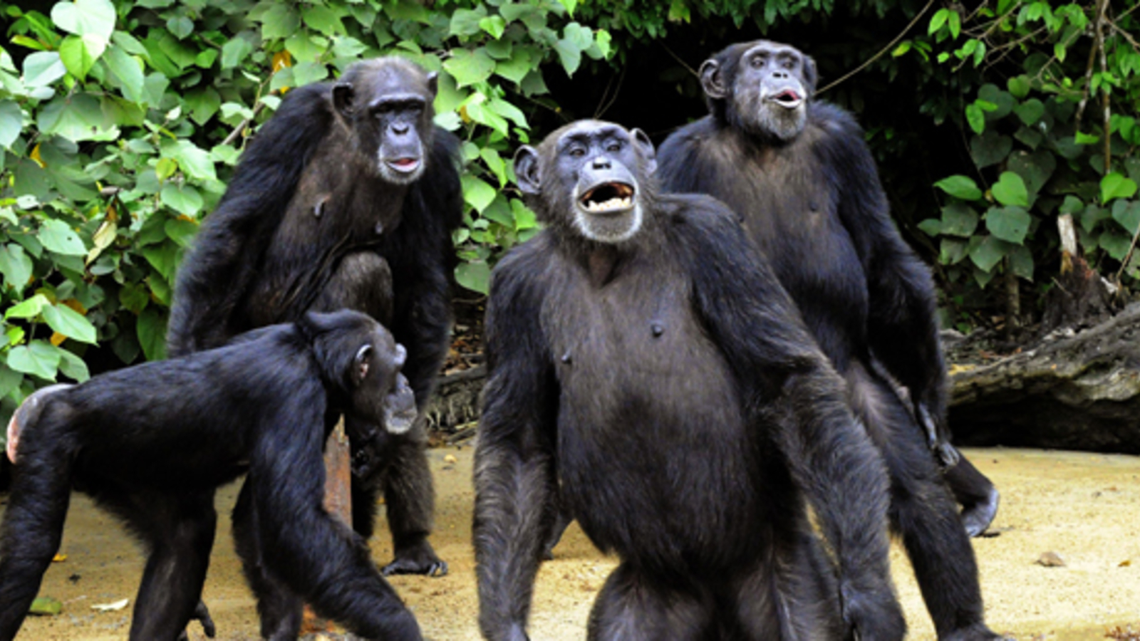 Labor-Affen verhungern auf Insel