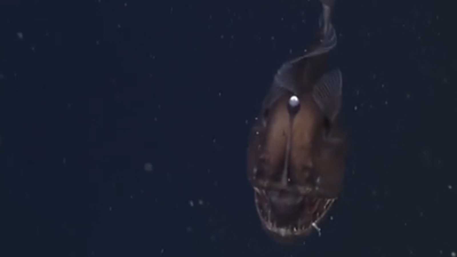 Horror-Fisch lässt Experten jubeln