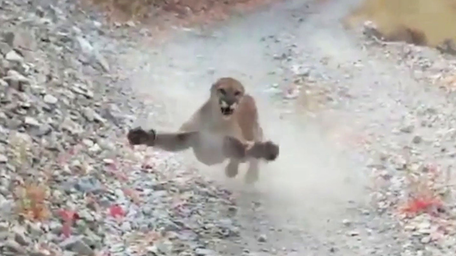 Puma verfolgt 26-jährigen Wanderer