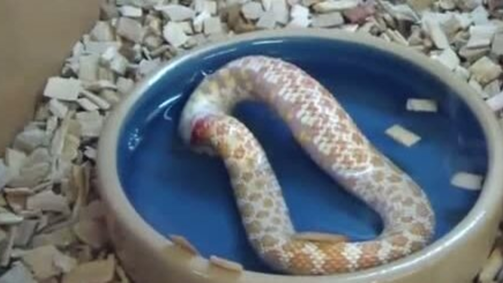 Eine Schlange isst sich selbst auf