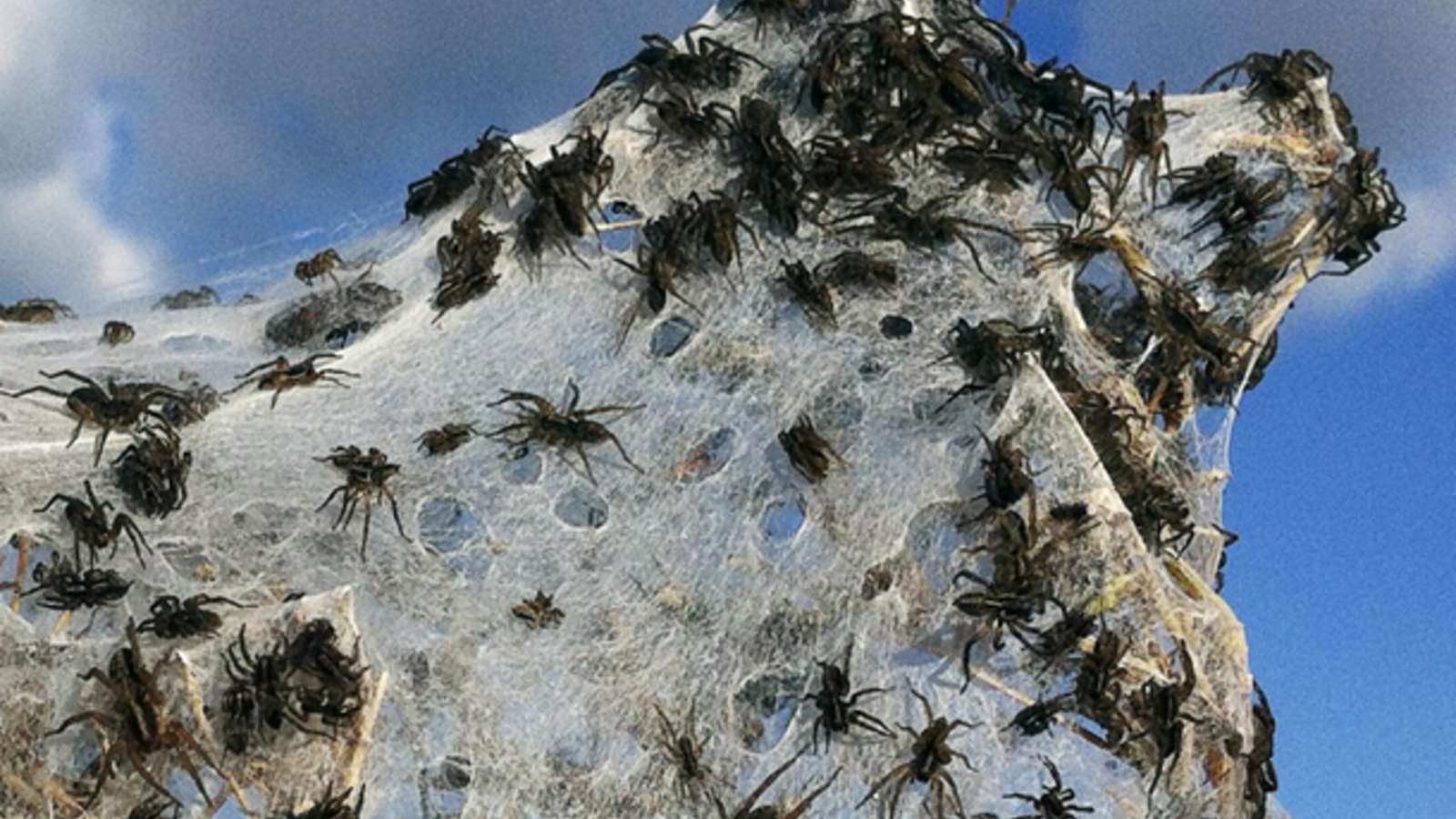 Spinnen-Alarm in Australien