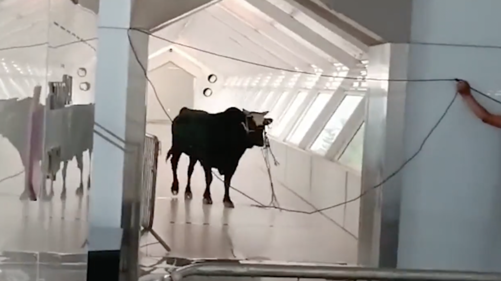 Entflohener Stier stürmt in israelische Bank - oe24.at