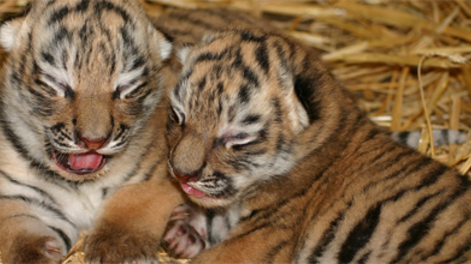 Zwei Tigerbabys bei Wels geboren