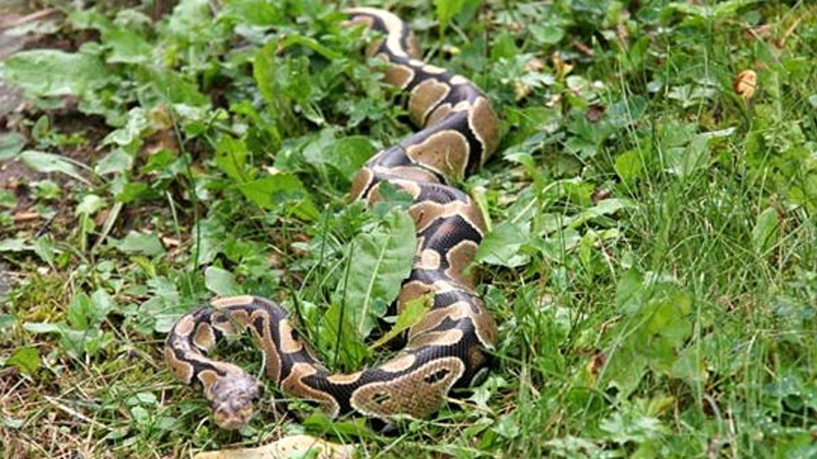 Oberösterreich: Mann fängt Tigerpython in der Nähe von Linz