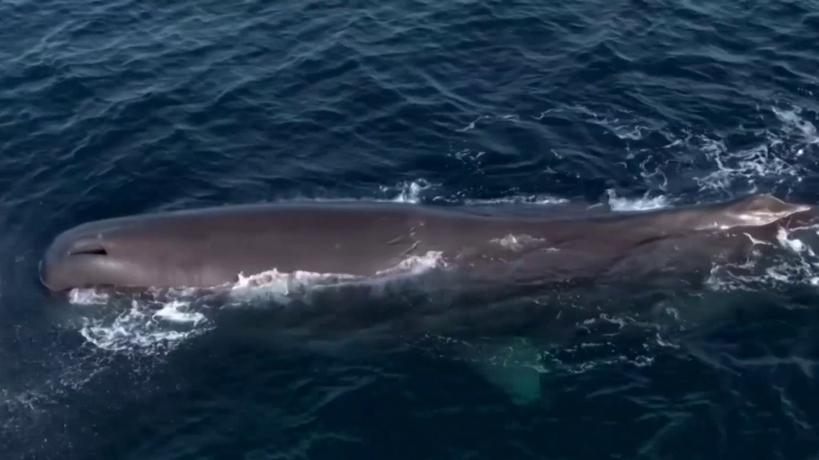 Pottwale in Südkalifornien