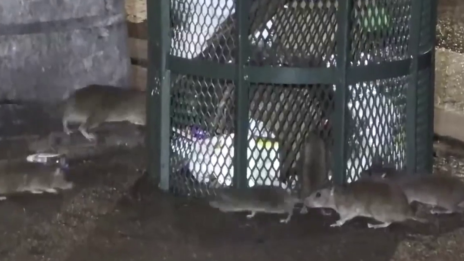 Coronavirus sorgt für Rattenkrieg