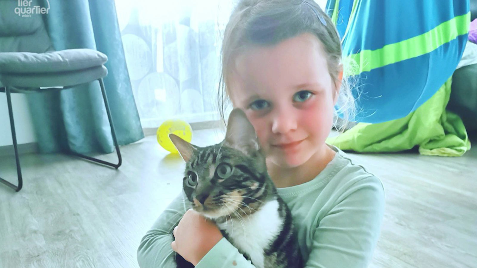 Kater Pauli aus der Steiermark wiederentdeckt - oe24.at