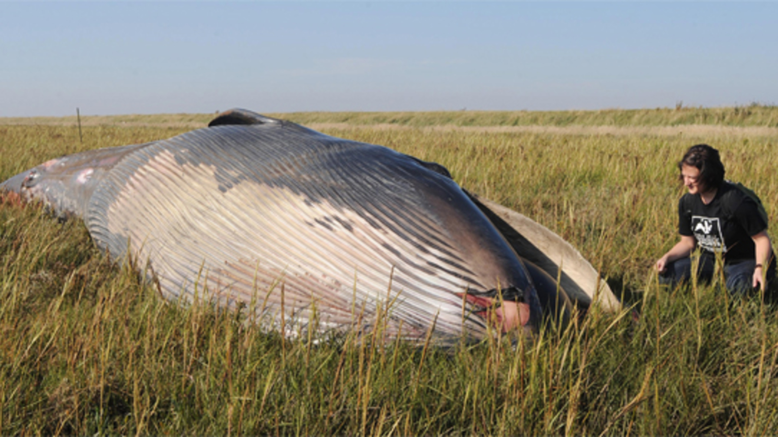 Toter Wal mitten am Land entdeckt