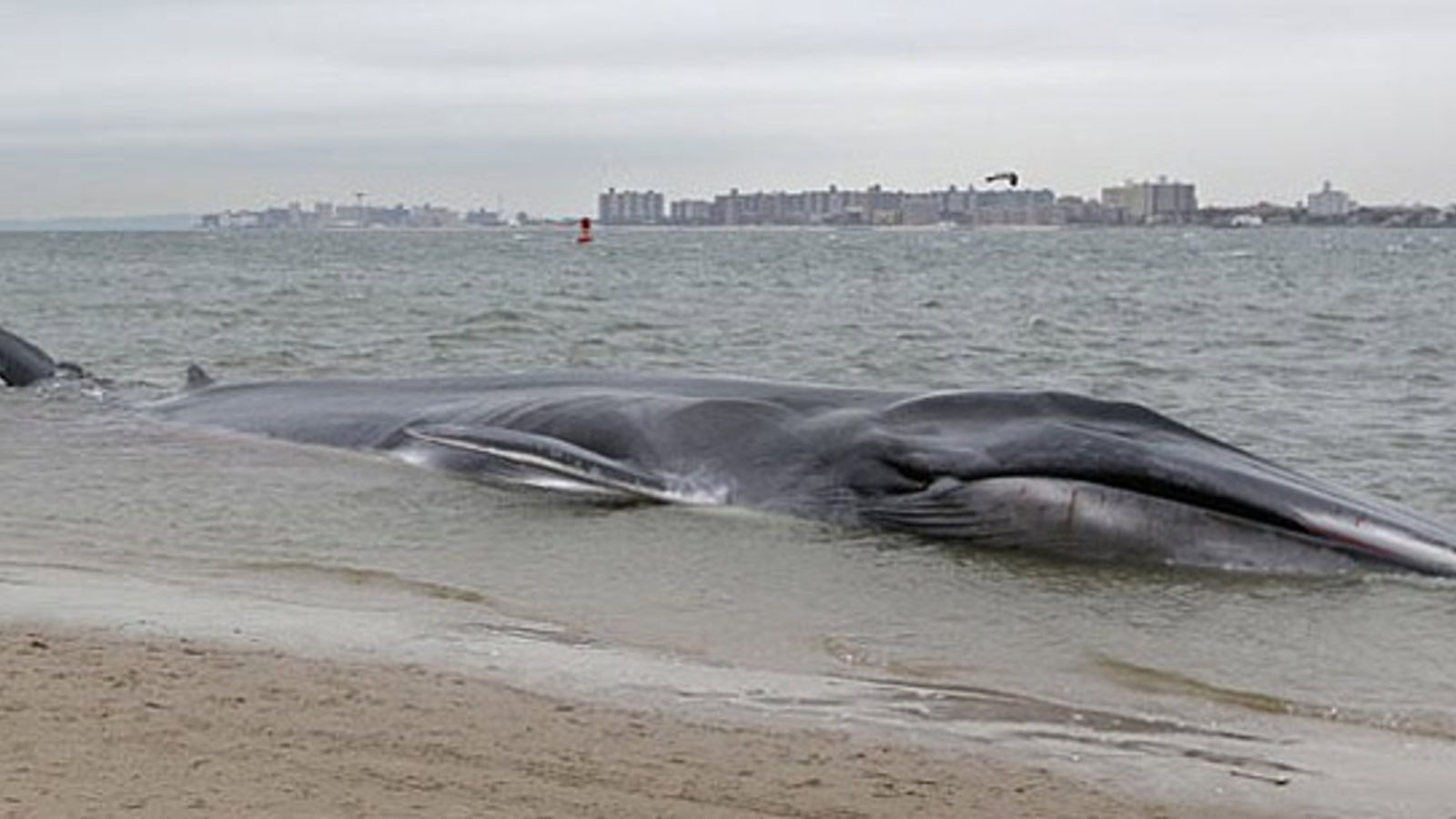 18 Meter langer Wal strandet in New York - oe24.at