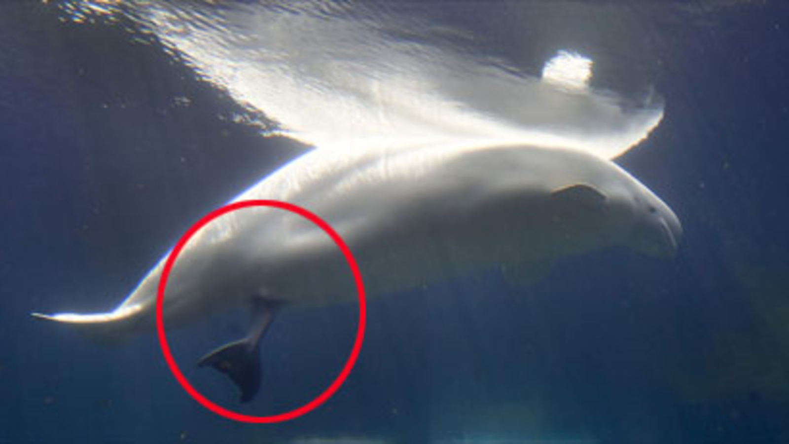 Beluga-Wal bringt Baby zur Welt