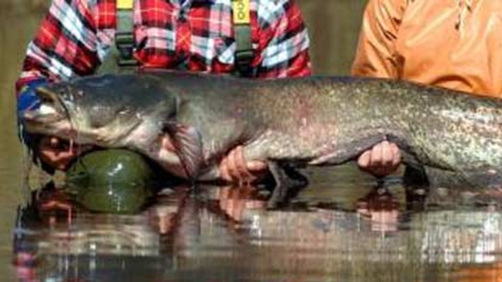 Wütender Wels beißt Fischer