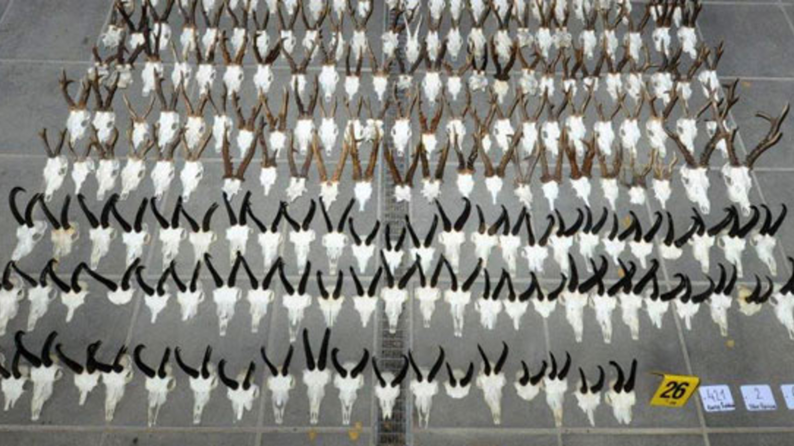 Wilderer: Erste Hinweise aus Bevölkerung - oe24.at