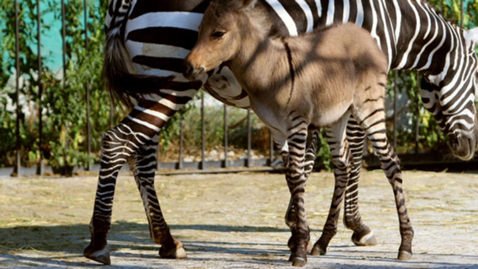 "Zesel" auf der Krim geboren - oe24.at