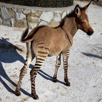 "Zesel" auf der Krim geboren